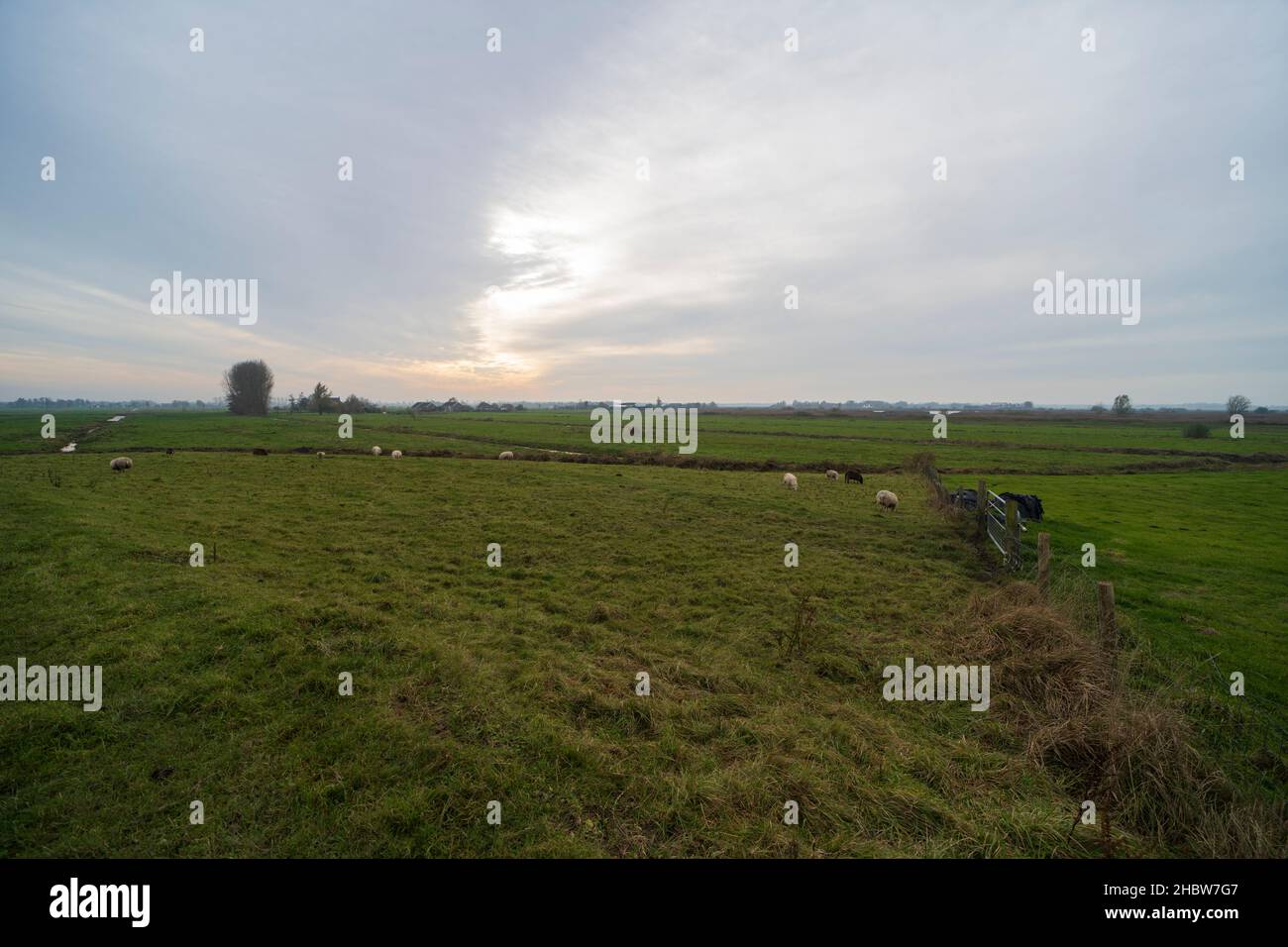 Dutch autumn landscape with grazing sheep Stock Photo - Alamy