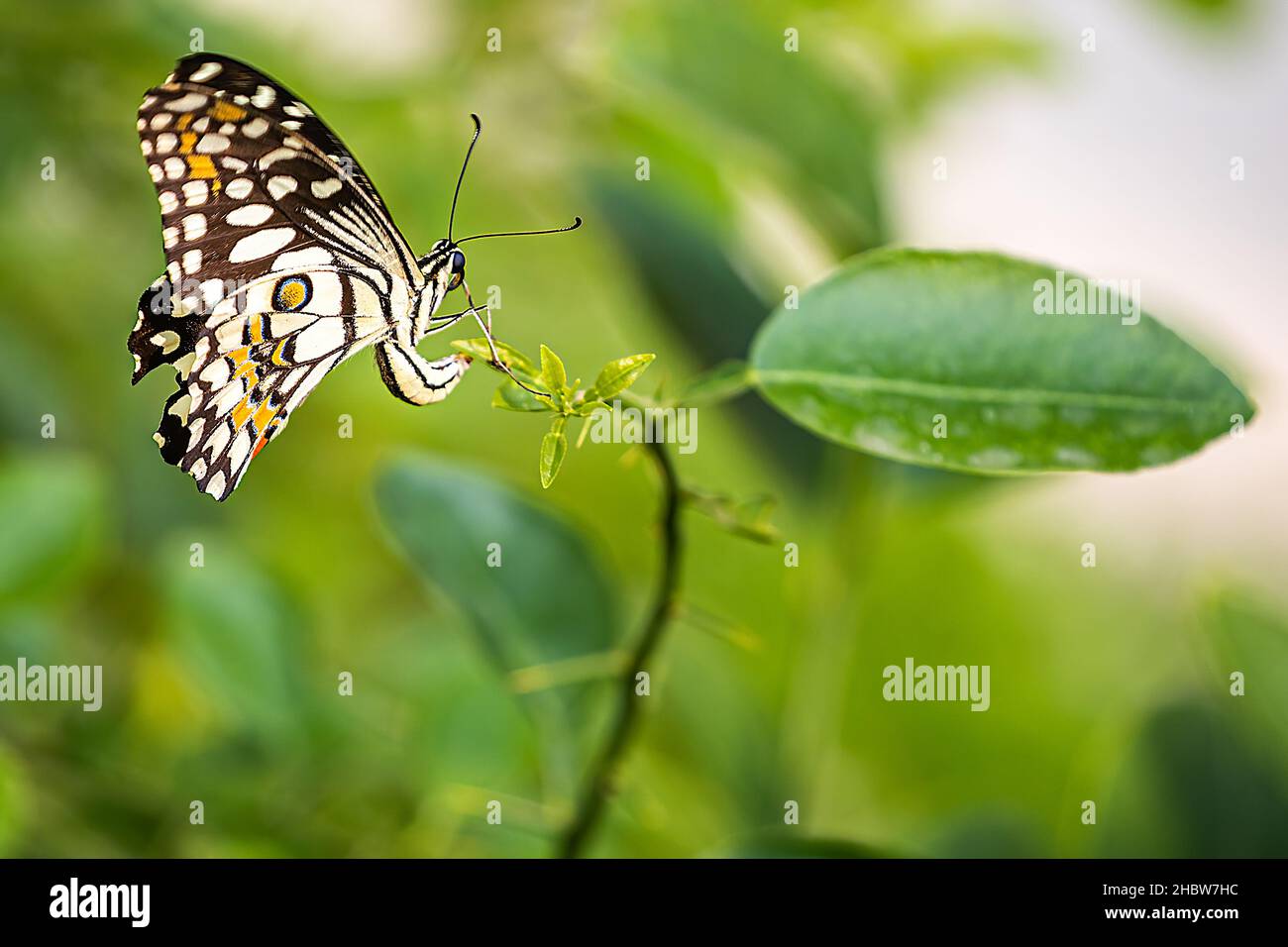 A macro shot of a beautiful Lemon Butterfly on a plant in the garden ...