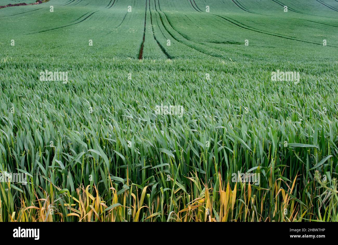 Agricultural landscape - green wheat fields Stock Photo - Alamy