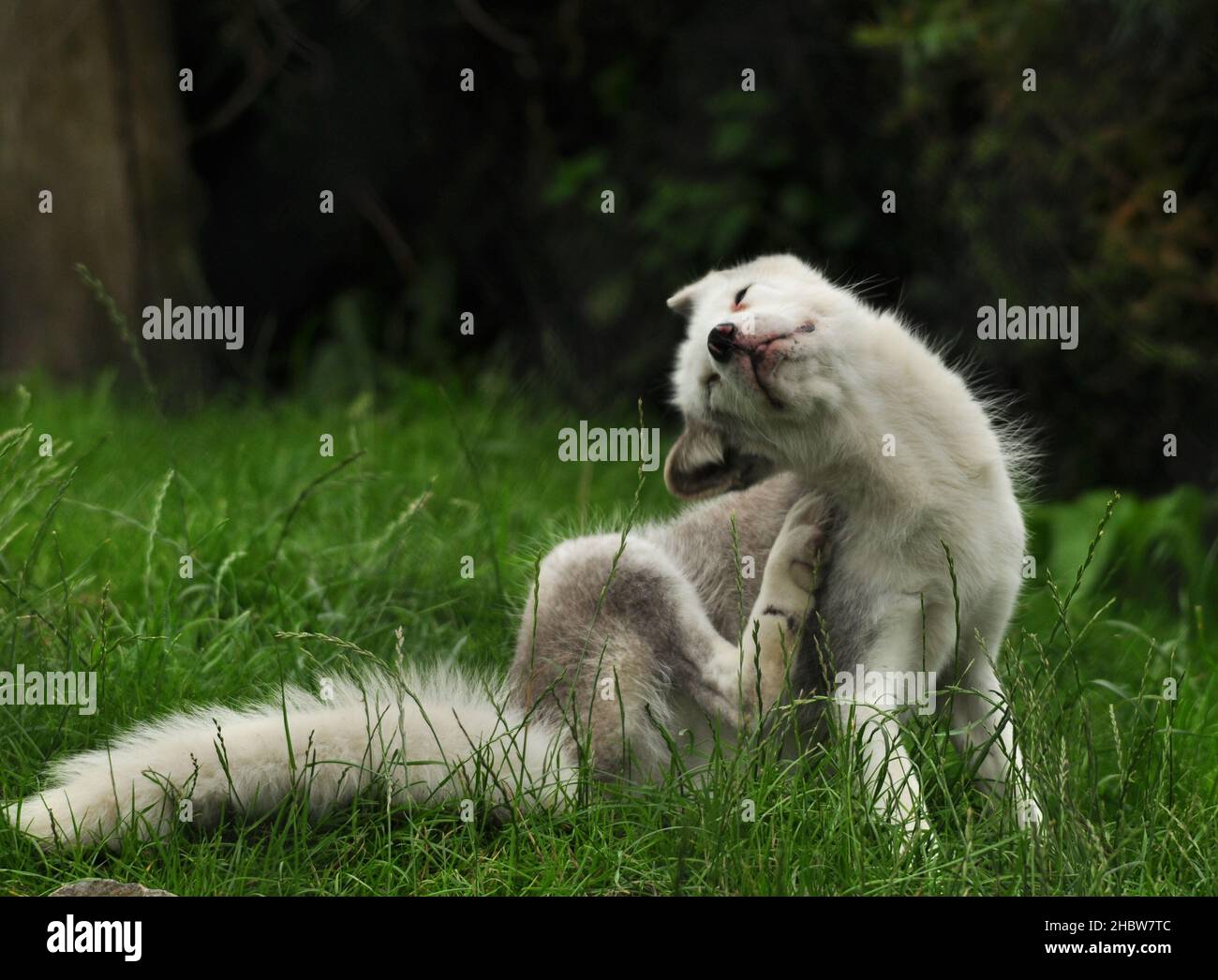 A cute arctic fox scratching its neck with its hind legs in a bright ...