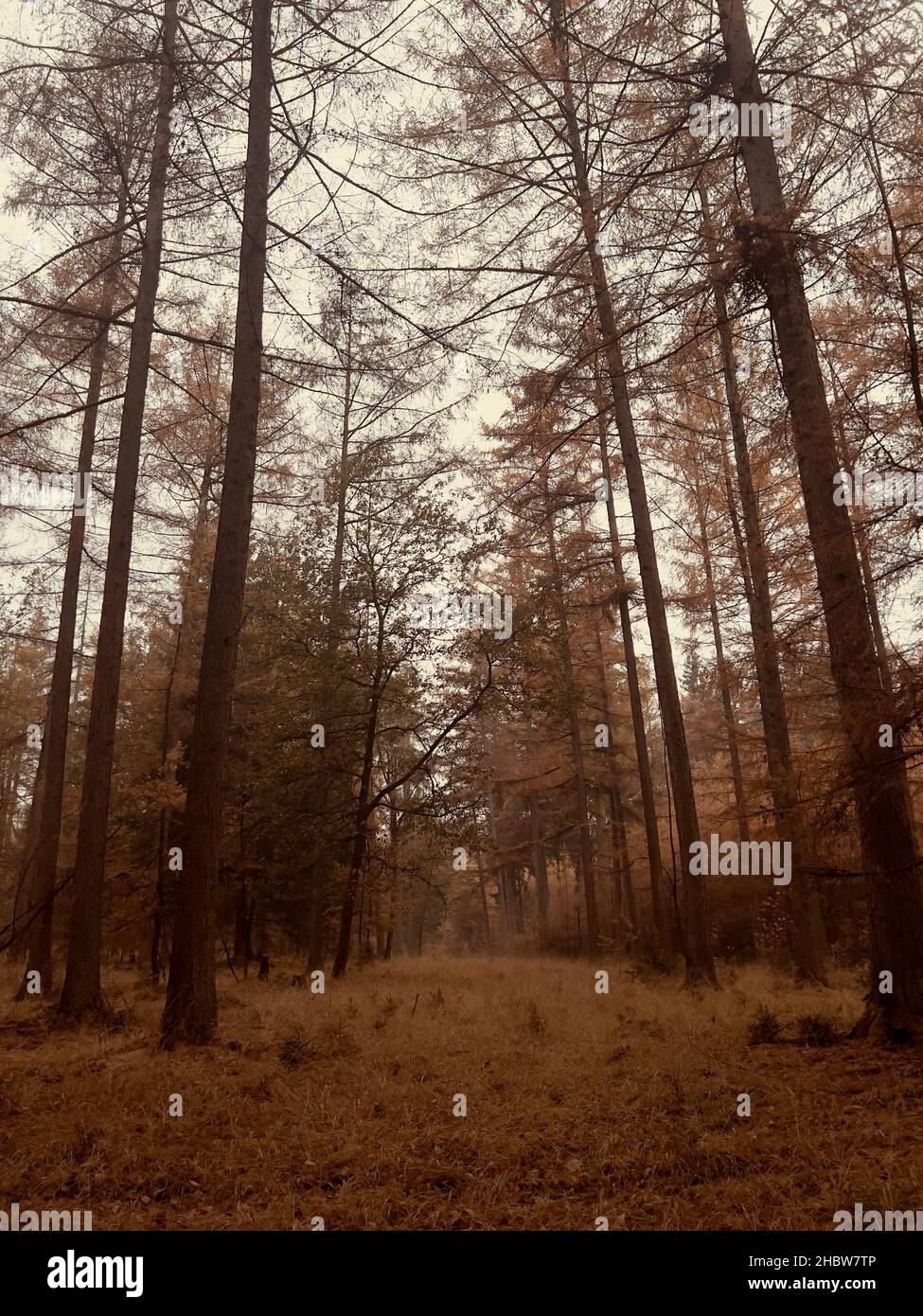 A vertical breathtaking scenery of an autumn forest landscape Stock ...