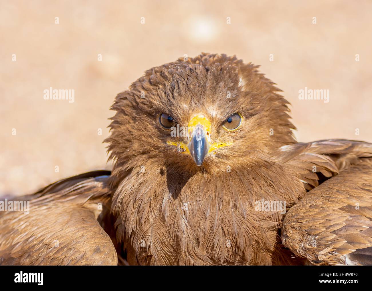 Zoo steppe south africa hi-res stock photography and images - Alamy