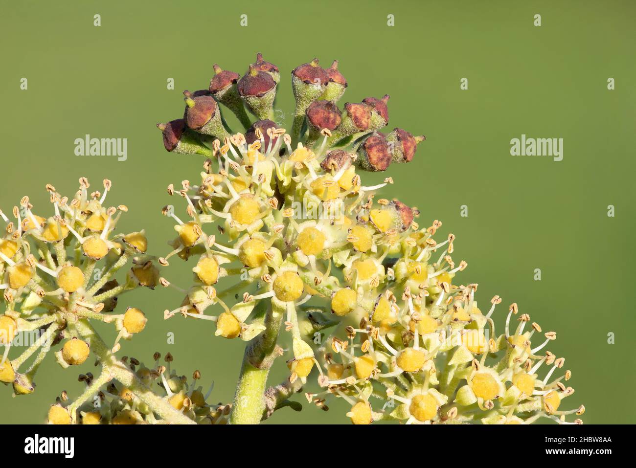 Close up of flowers and berries on a common ivy (hedera helix) plant ...