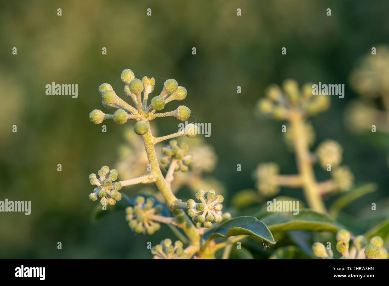 Close up of common ivy (hedera helix) flowers Stock Photo - Alamy