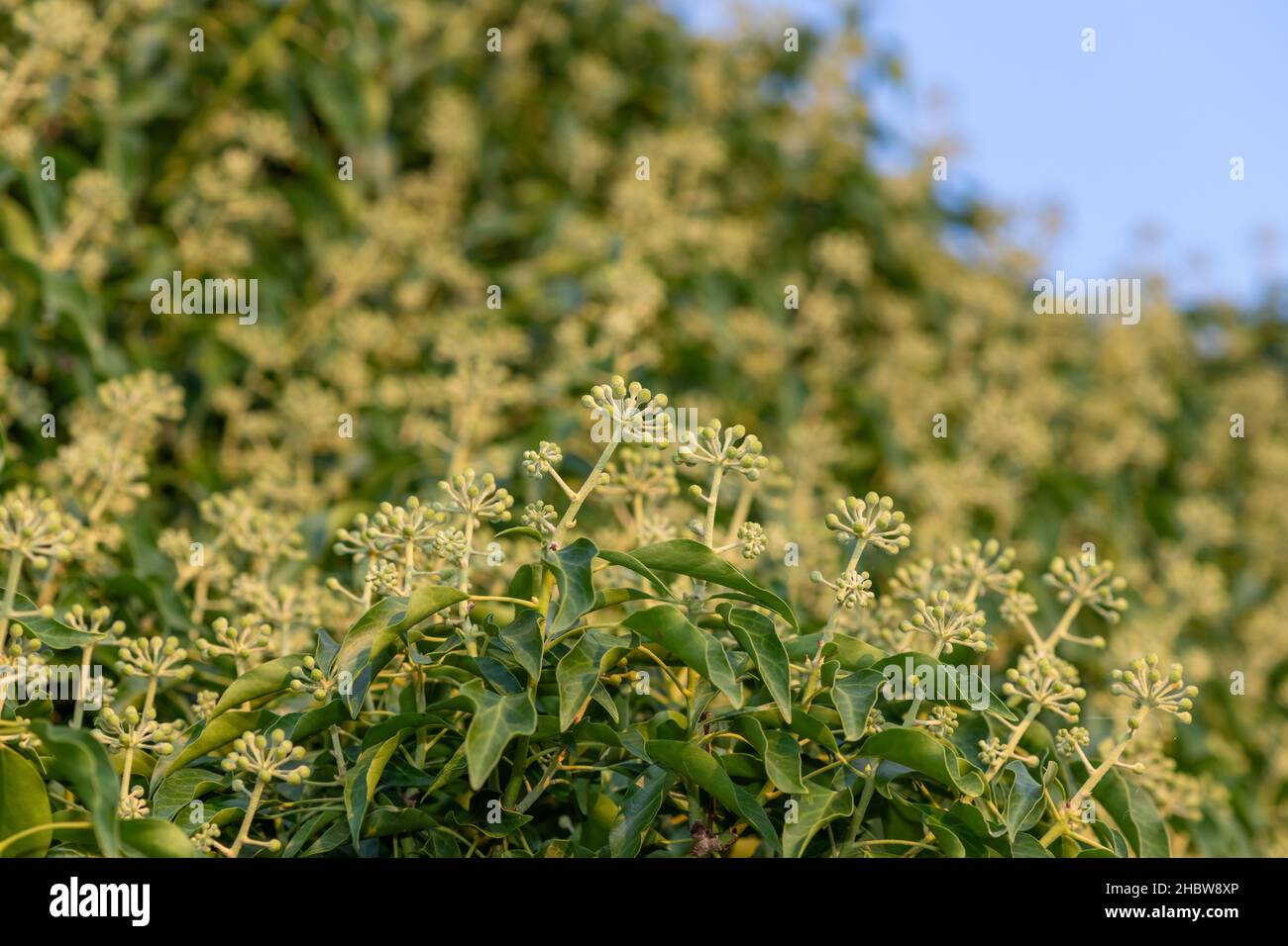 Close up of common ivy (hedera helix) flowers Stock Photo - Alamy