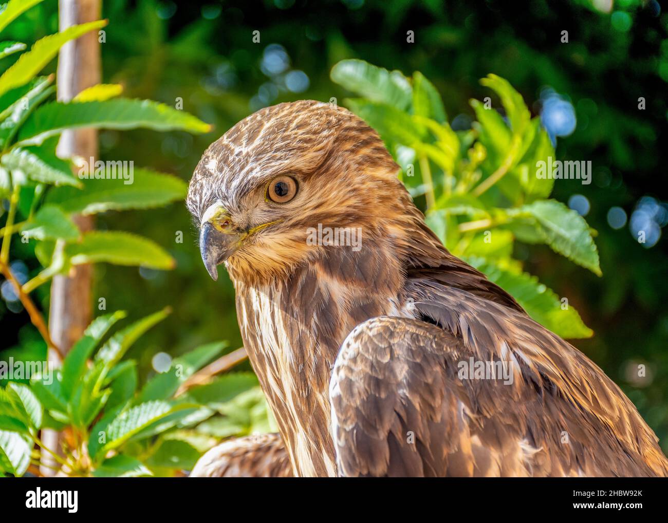 Steppe Buzzard Portrait Stock Photo - Alamy
