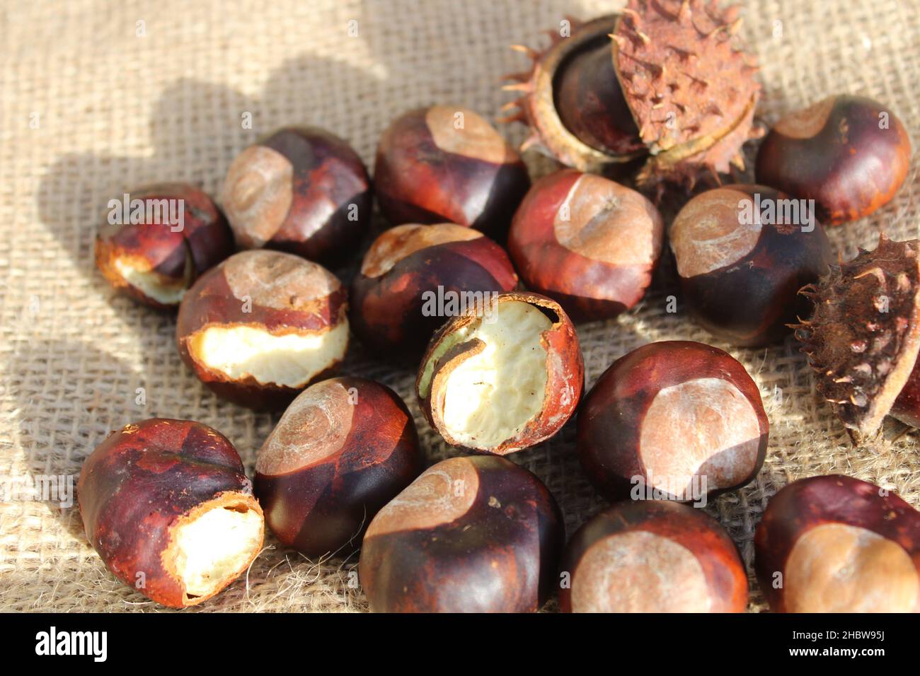 Sack of mice hi-res stock photography and images - Alamy