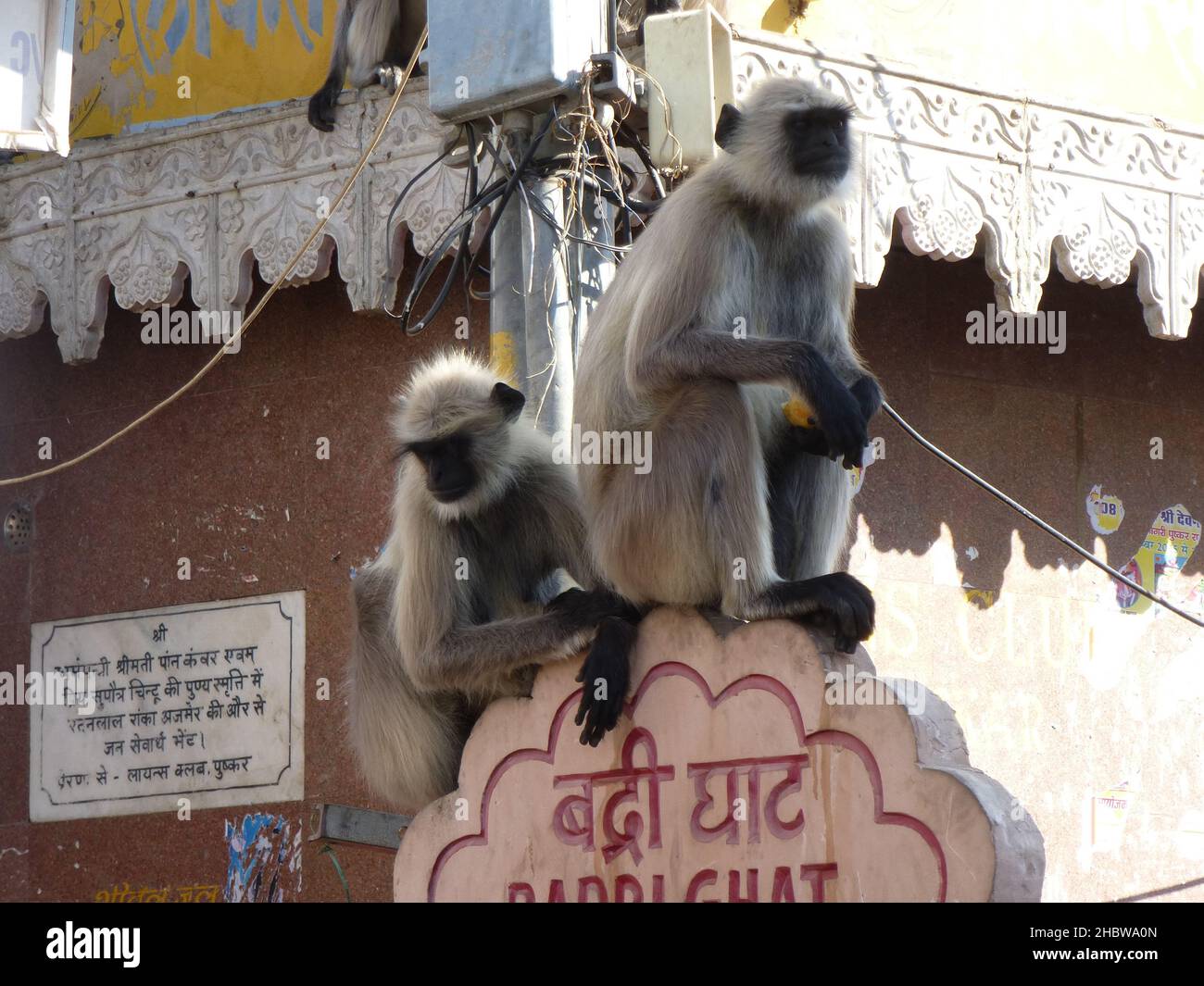 Tufted gray langur sitting in a road sign Stock Photo - Alamy