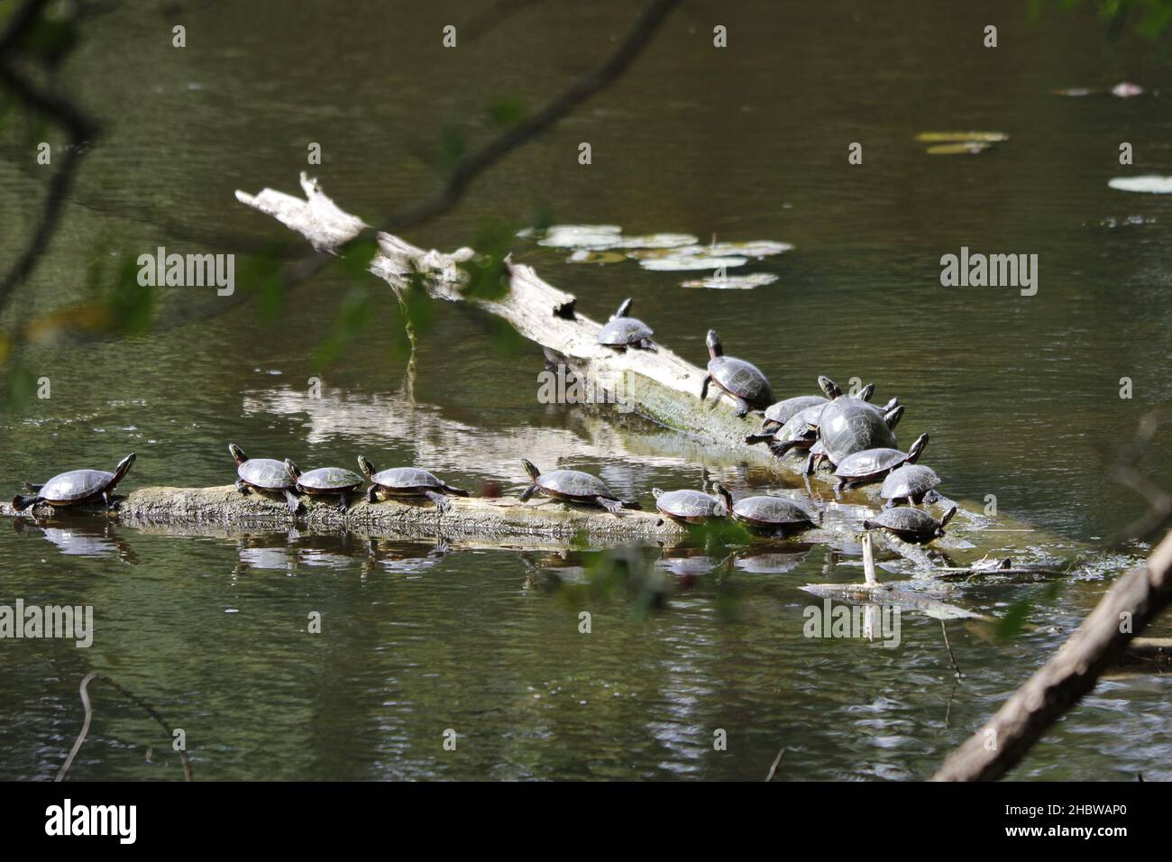 A rare picture of the group of turtles trying to climb over the tree ...
