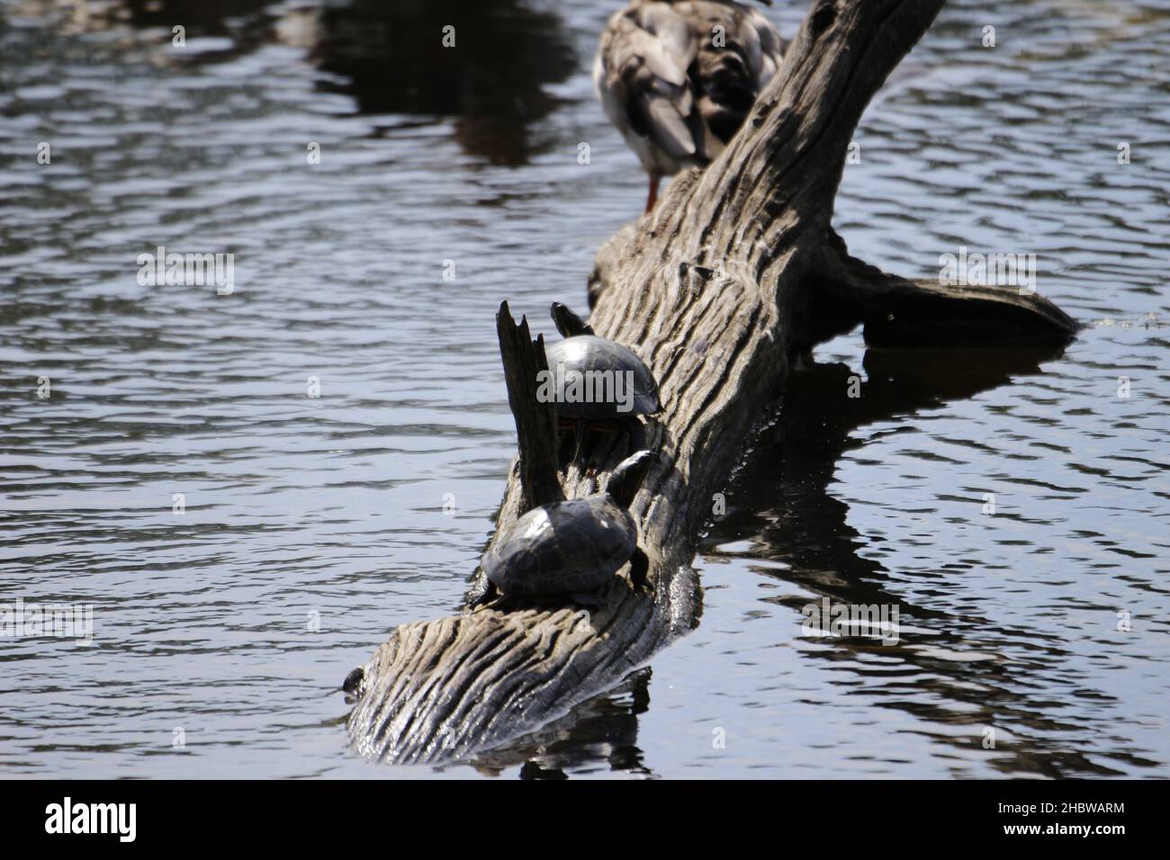 A closeup photo of the turtles trying to climb over the tree trunk in ...