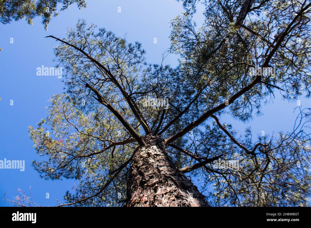 Nature at the Troodos national forest park in Cyprus Island Stock Photo ...
