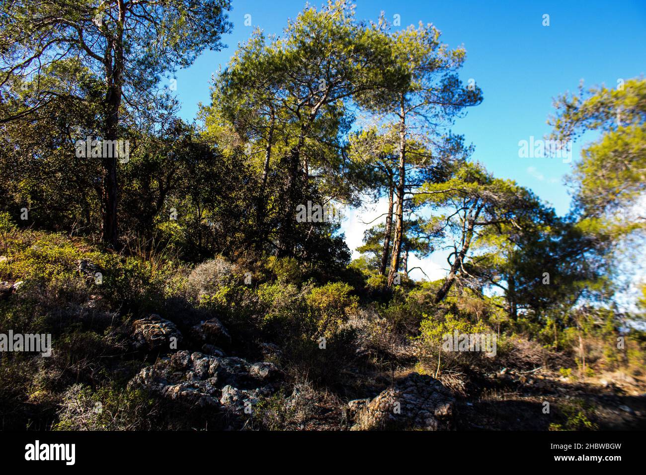 Nature at the Troodos national forest park in Cyprus Island Stock Photo ...