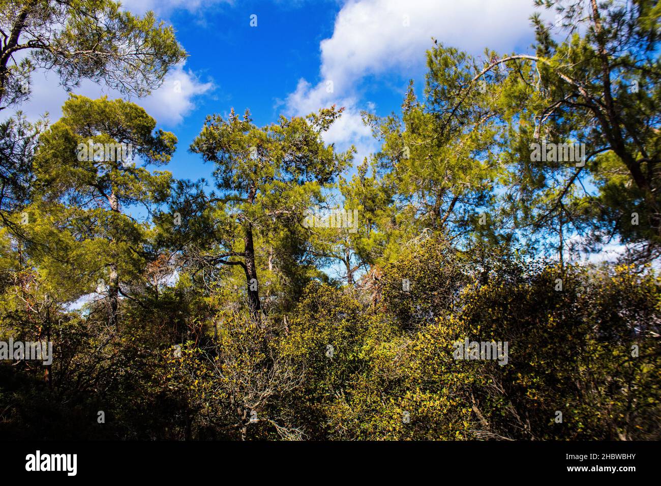 Nature at the Troodos national forest park in Cyprus Island Stock Photo ...