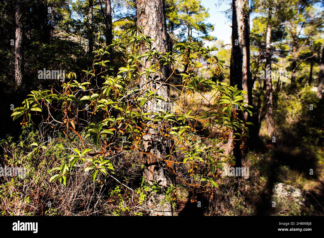 Nature at the Troodos national forest park in Cyprus Island Stock Photo ...