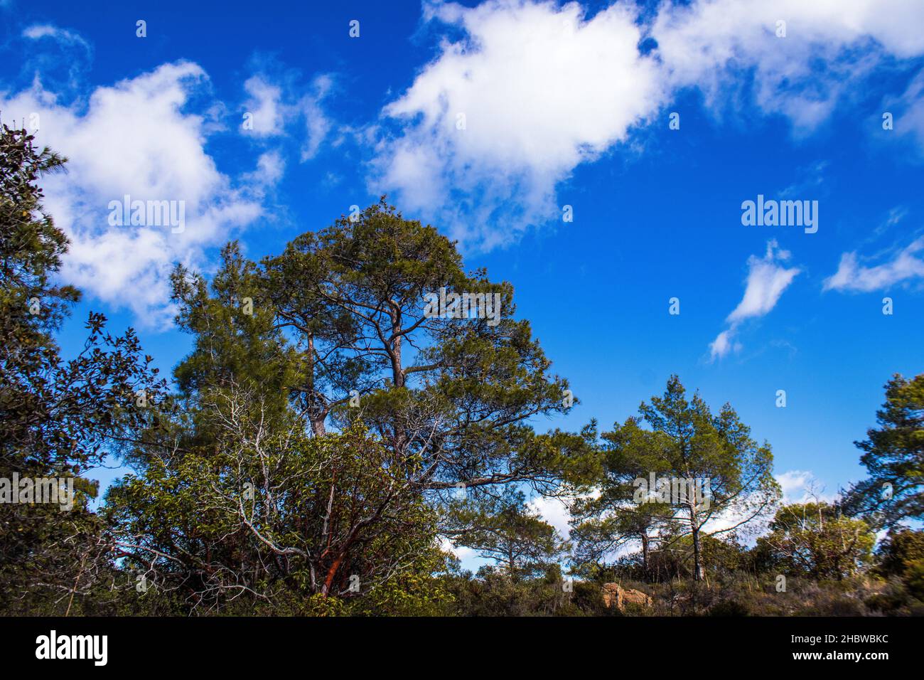 Nature at the Troodos national forest park in Cyprus Island Stock Photo ...