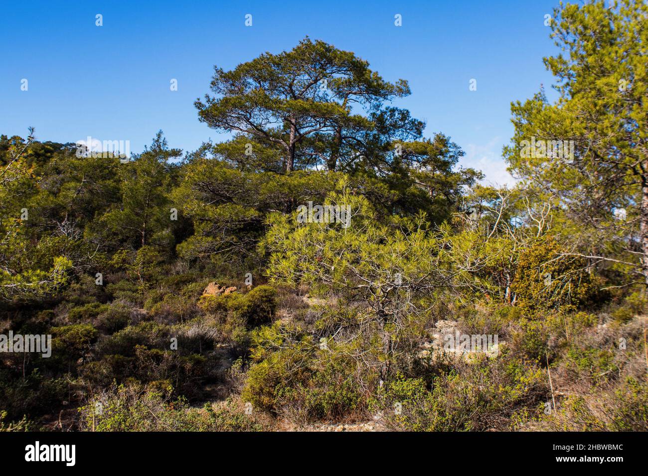 Nature at the Troodos national forest park in Cyprus Island Stock Photo ...