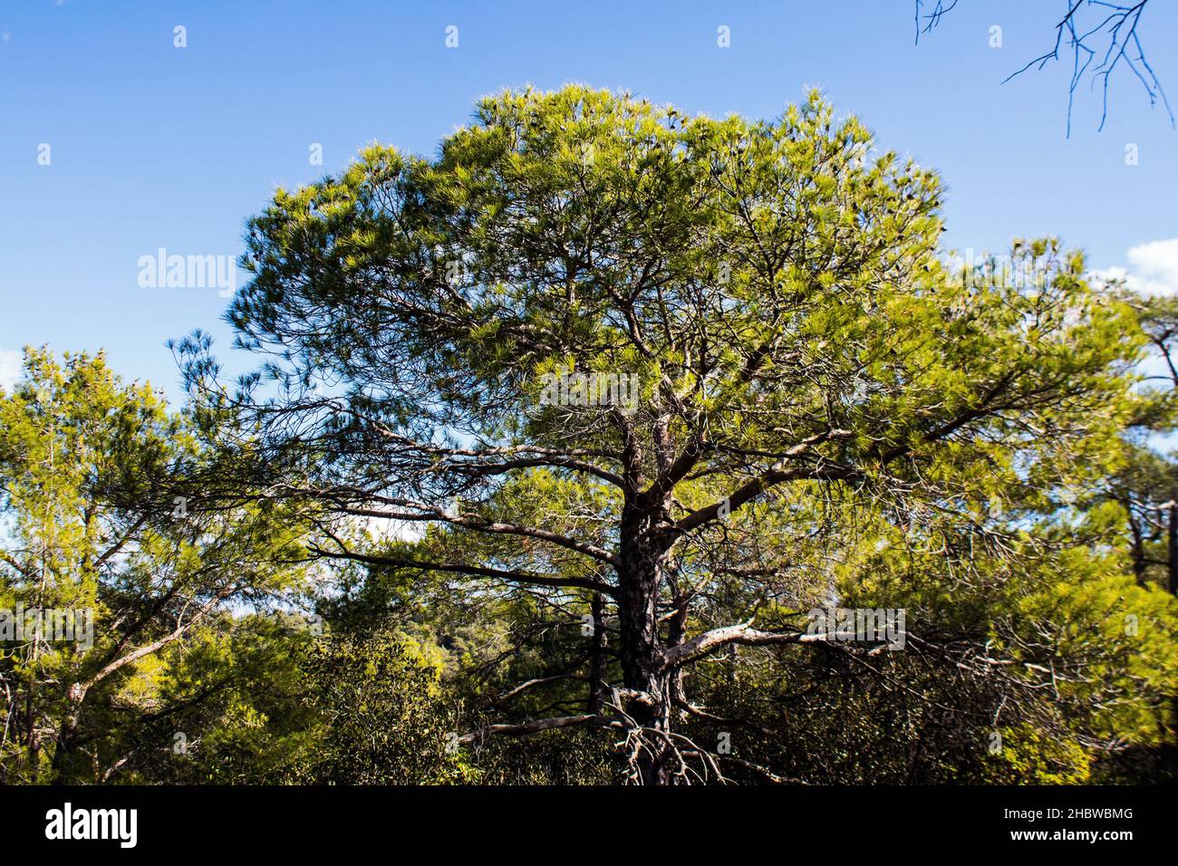 Nature at the Troodos national forest park in Cyprus Island Stock Photo ...