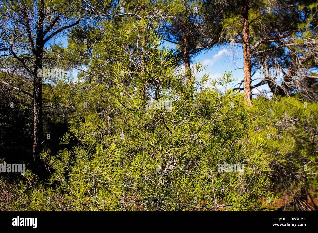 Nature at the Troodos national forest park in Cyprus Island Stock Photo ...