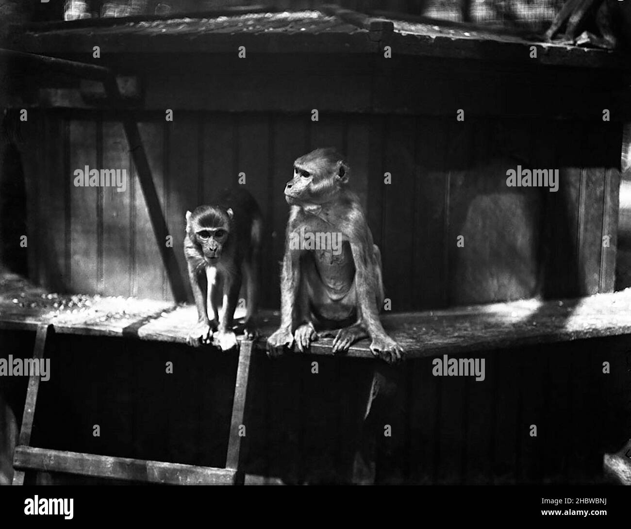 Male and female unidentified monkey sitting in wood enclosure at ...