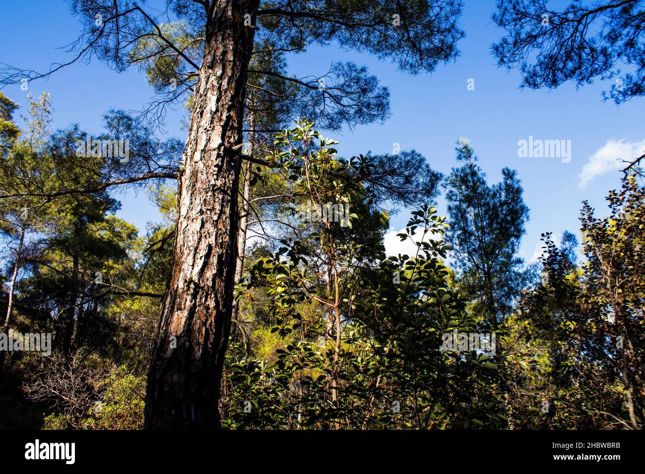 Nature at the Troodos national forest park in Cyprus Island Stock Photo ...