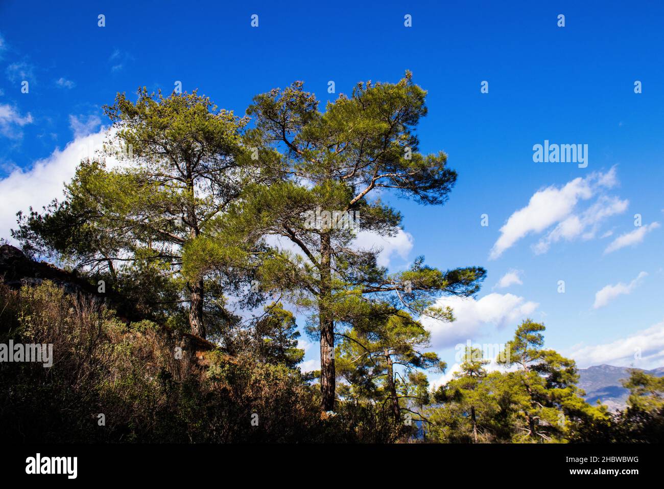 Nature at the Troodos national forest park in Cyprus Island Stock Photo ...
