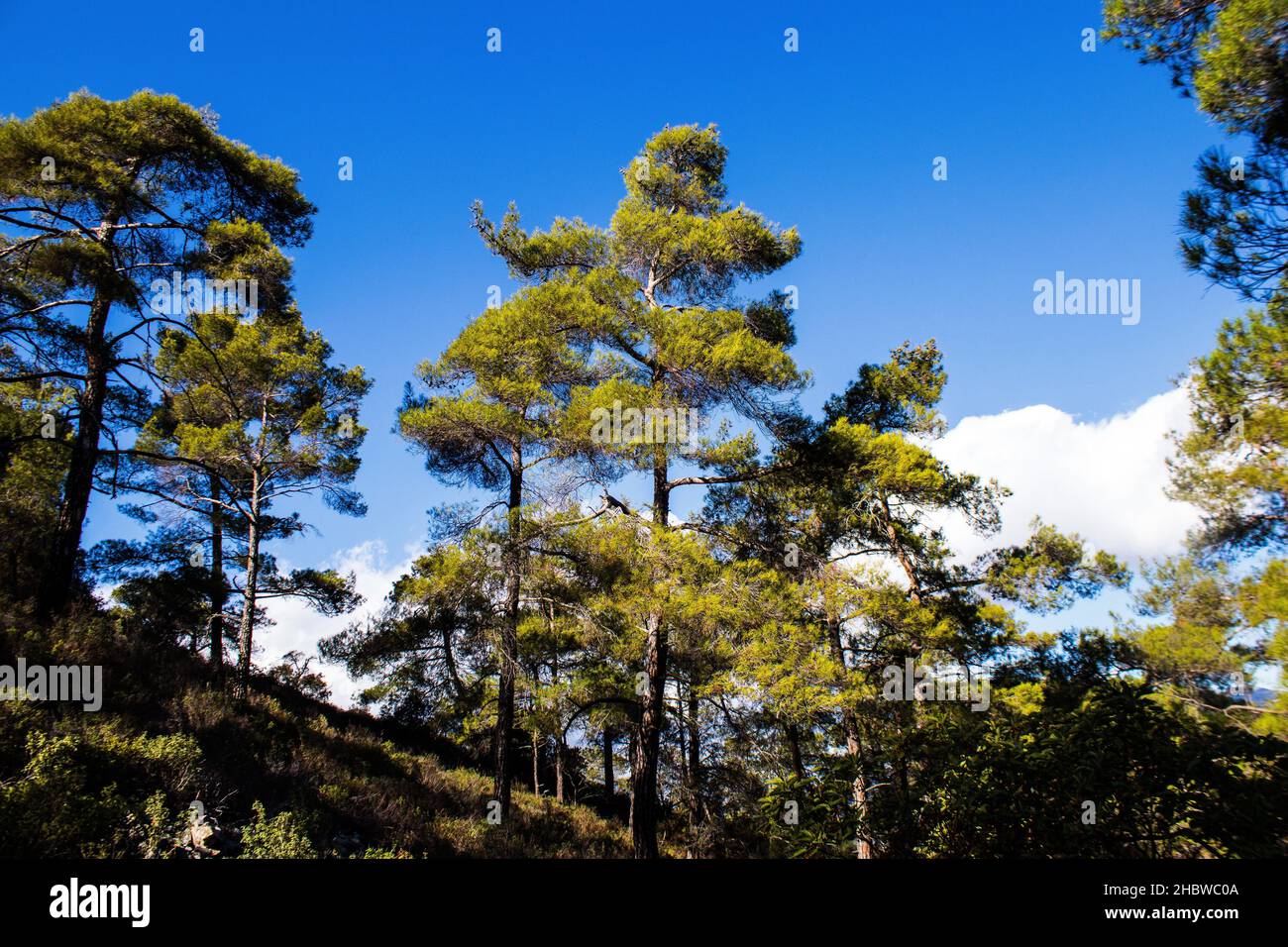 Nature at the Troodos national forest park in Cyprus Island Stock Photo ...