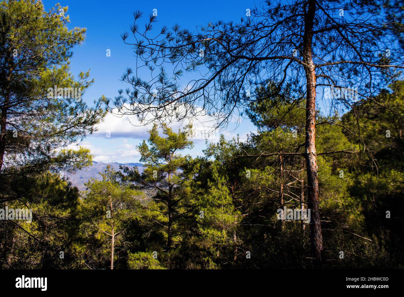 Nature at the Troodos national forest park in Cyprus Island Stock Photo ...