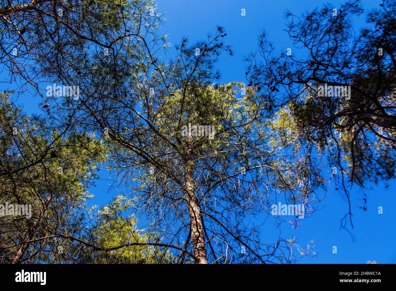 Nature at the Troodos national forest park in Cyprus Island Stock Photo ...
