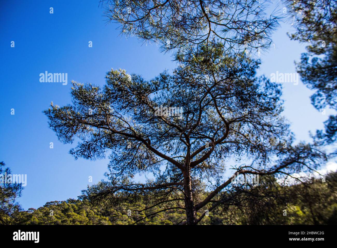 Nature at the Troodos national forest park in Cyprus Island Stock Photo ...