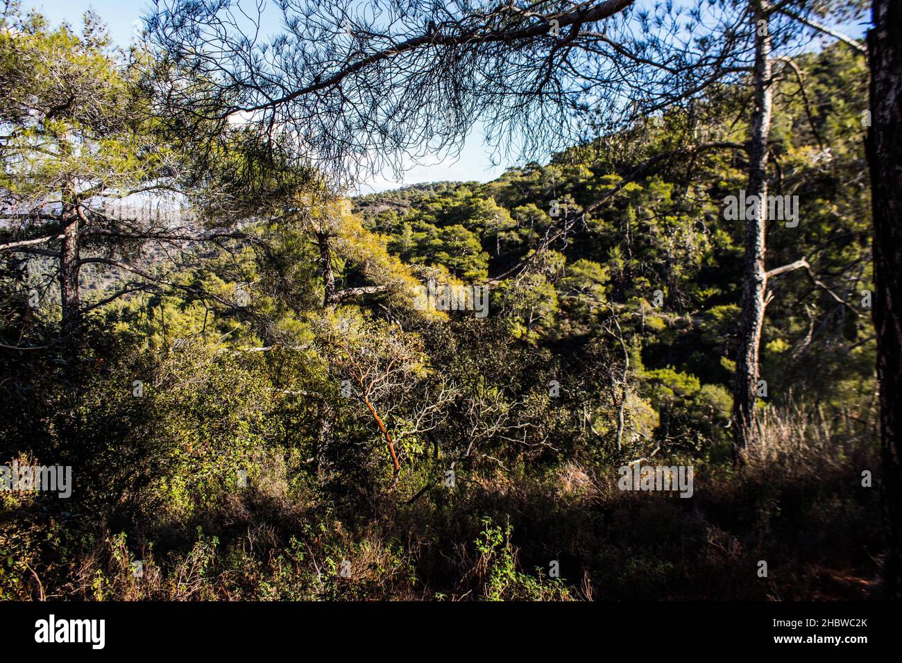 Nature at the Troodos national forest park in Cyprus Island Stock Photo ...
