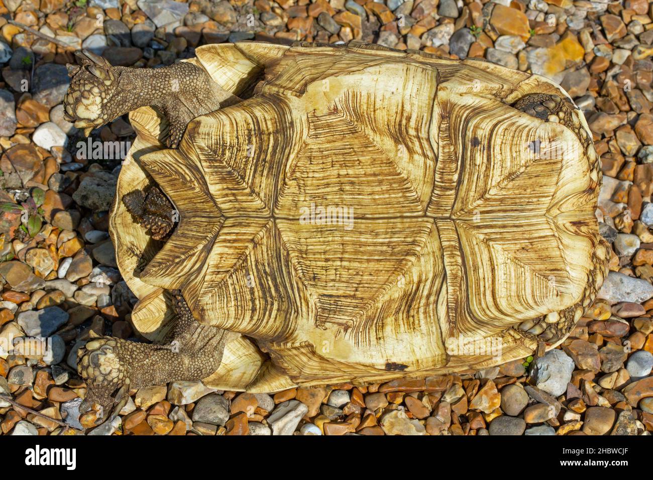 Leopard Tortoise Shell