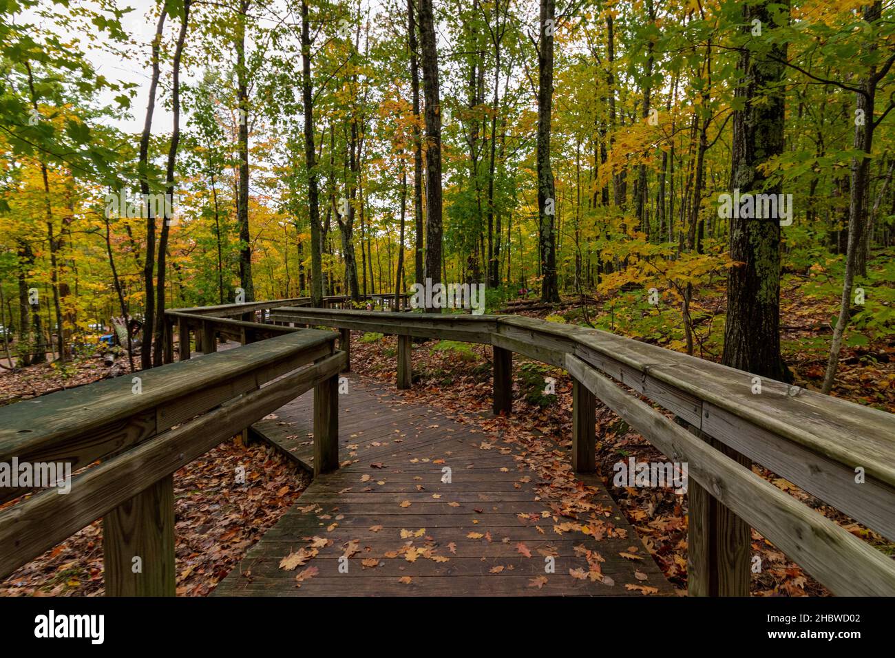 A narrow wooden walkway in a forest covered in dried leaves in autumn ...