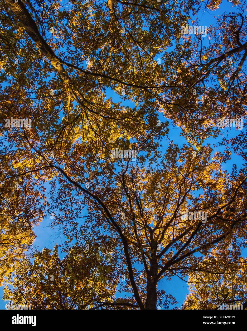 A low angle shot of yellowing trees under the sunlight and a blue sky ...