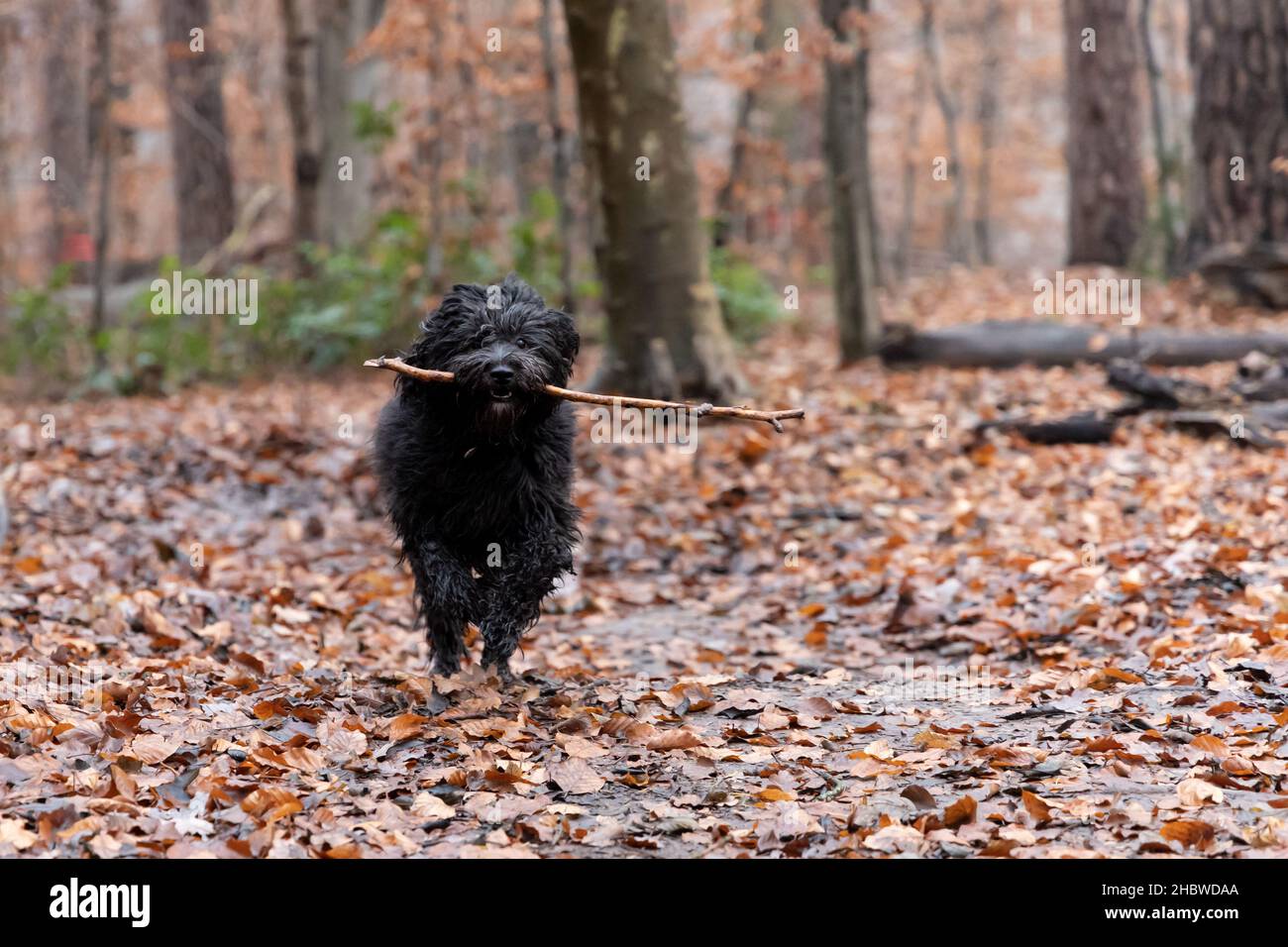 A young black labradoodle dog is retrieving a stick. Walking the dog in ...