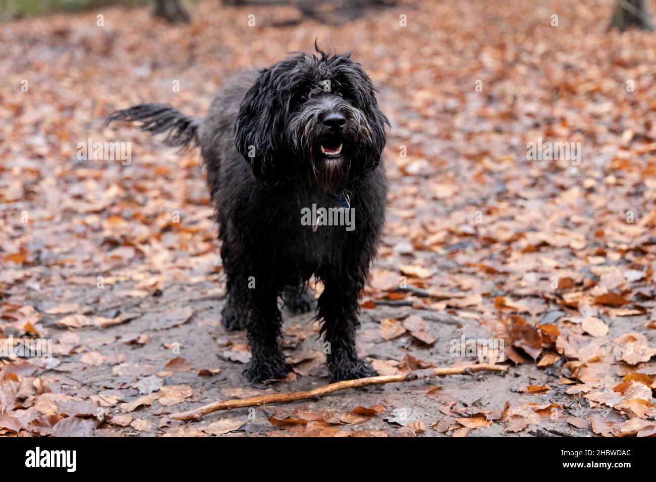 A young black labradoodle dog is retrieving a stick. Walking the dog in ...