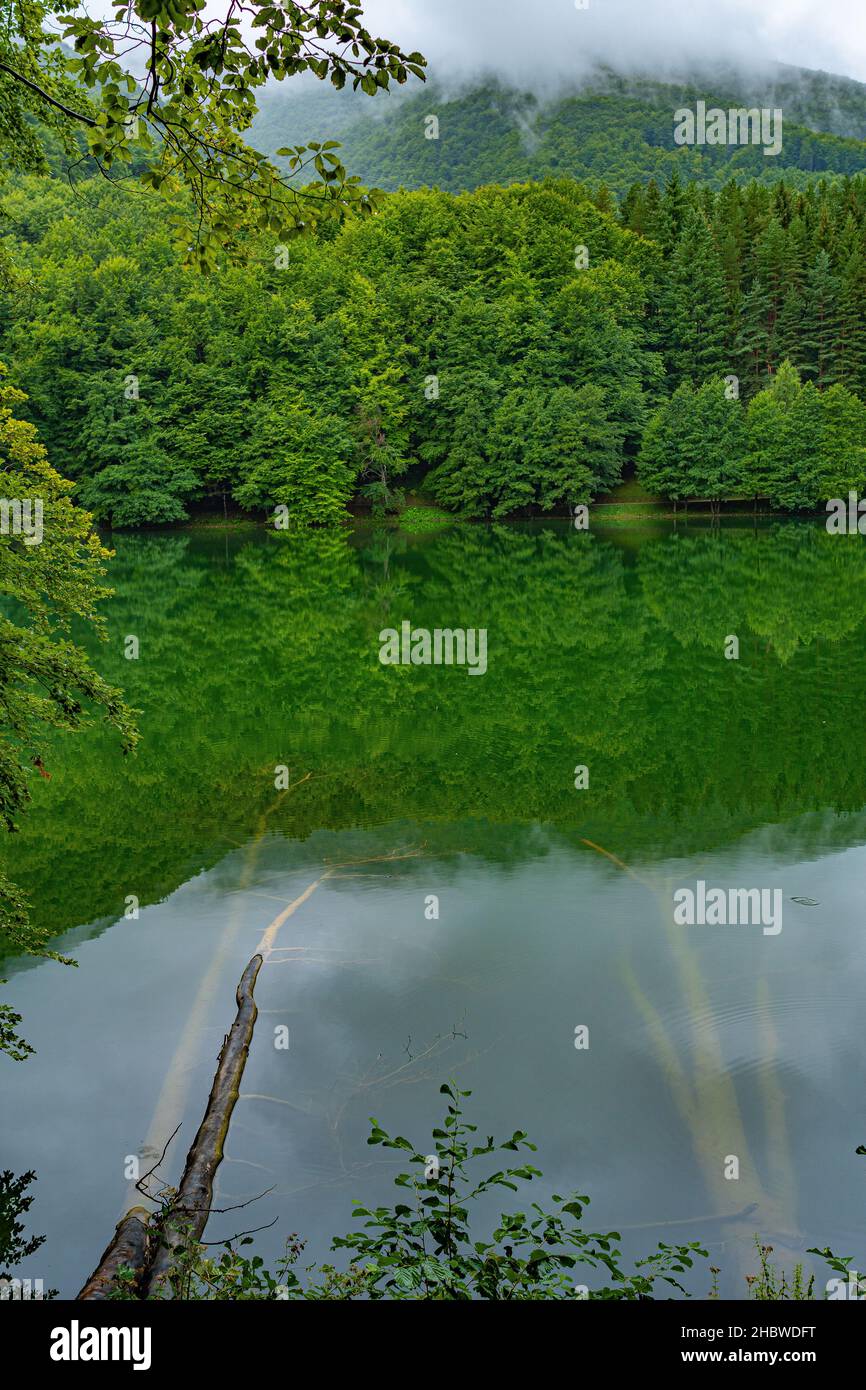A vertical shot of a vibrant forest filled with lush greenery ...
