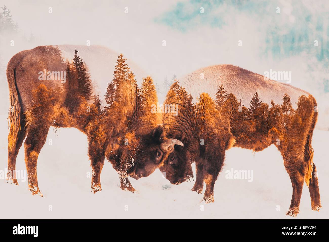 double exposure of wild bison and foggy autumn landscape with pine ...
