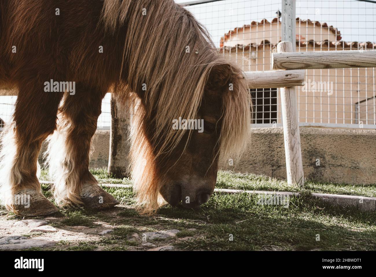 A closeup shot of a beautiful Shetland Pony eating grass Stock Photo ...