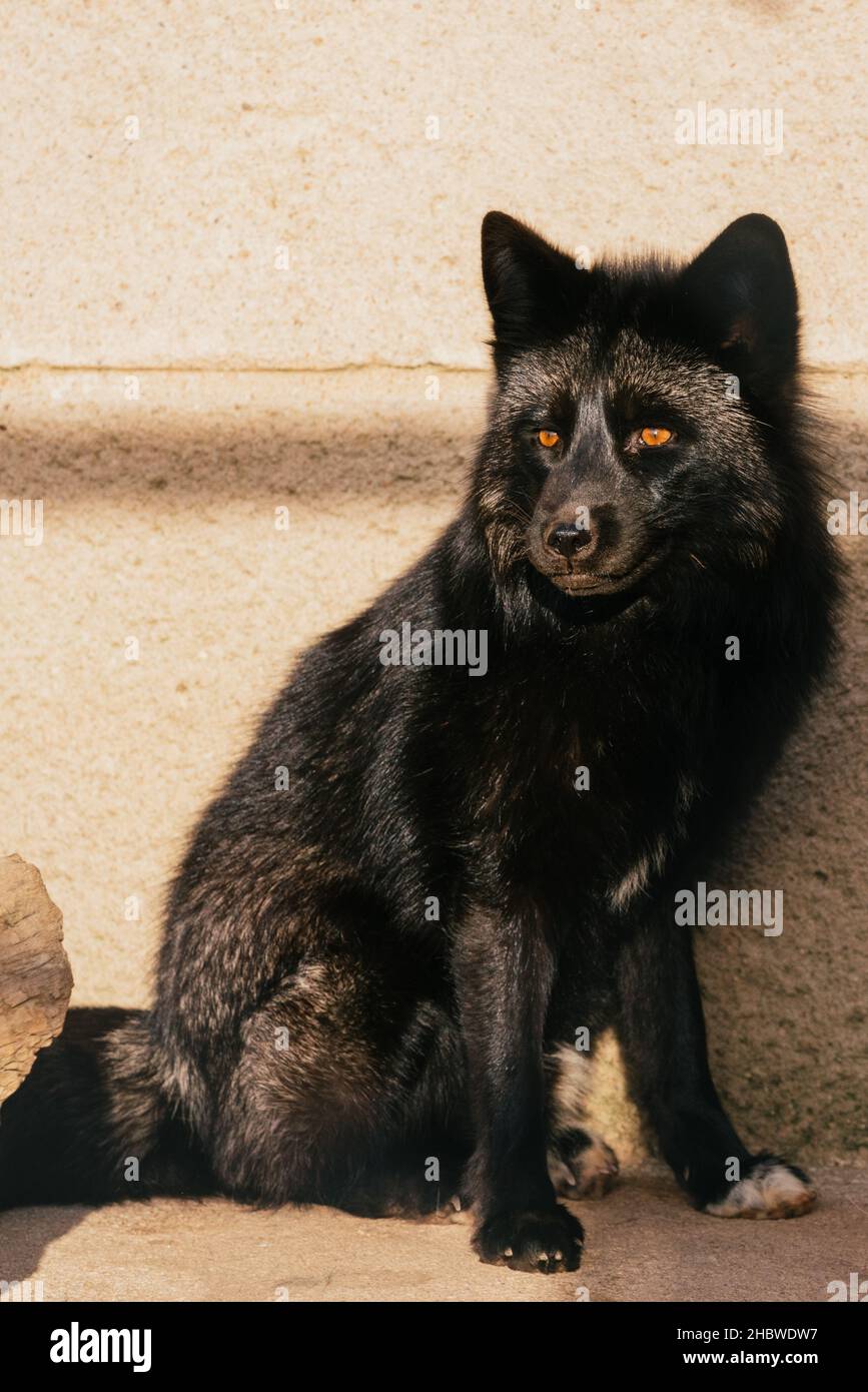 A shot of a beautiful black long hair foxes with yellow eyes in the zoo ...