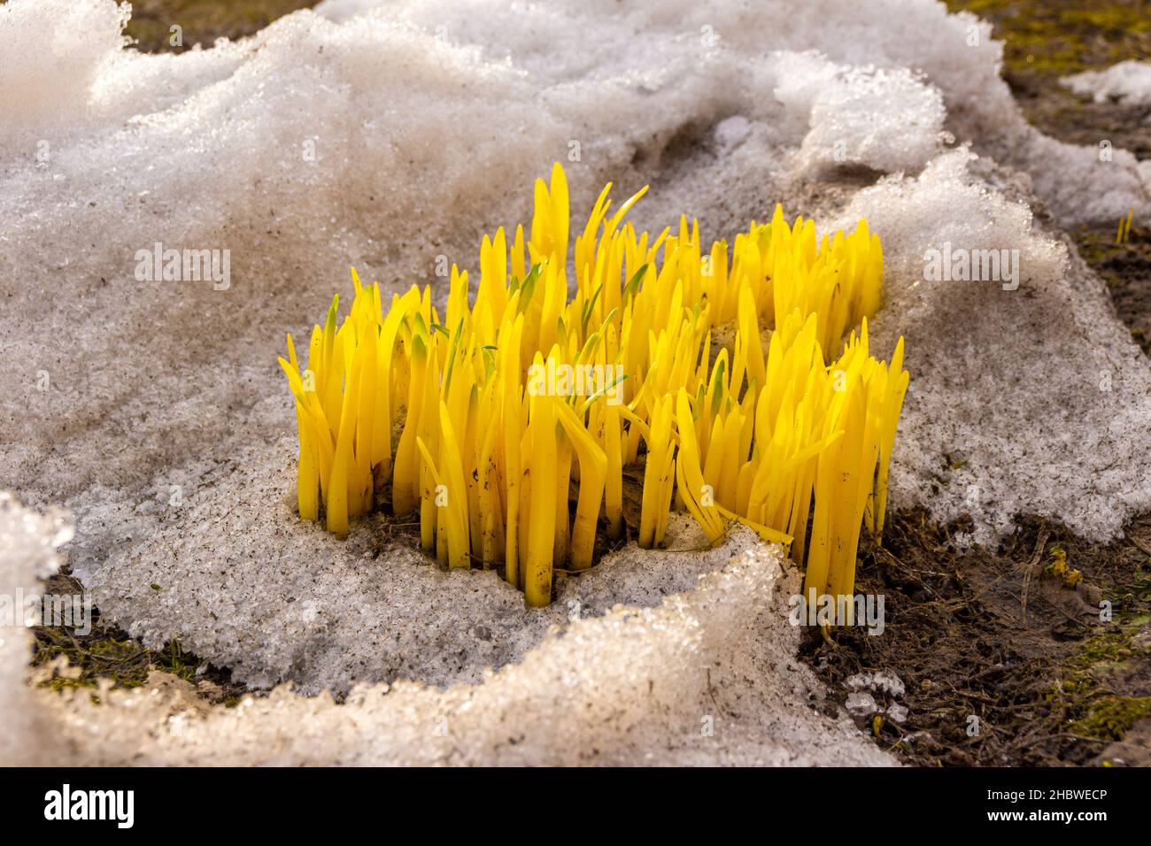 spring lupin shoots grow from the snow, selective focus Stock Photo - Alamy
