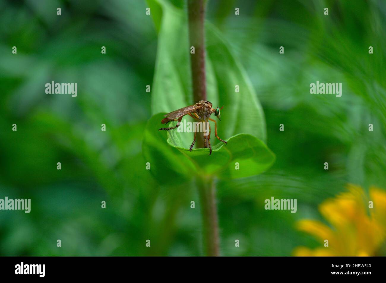 A selective focus of an insect on a green plant leaf in the gar Stock ...