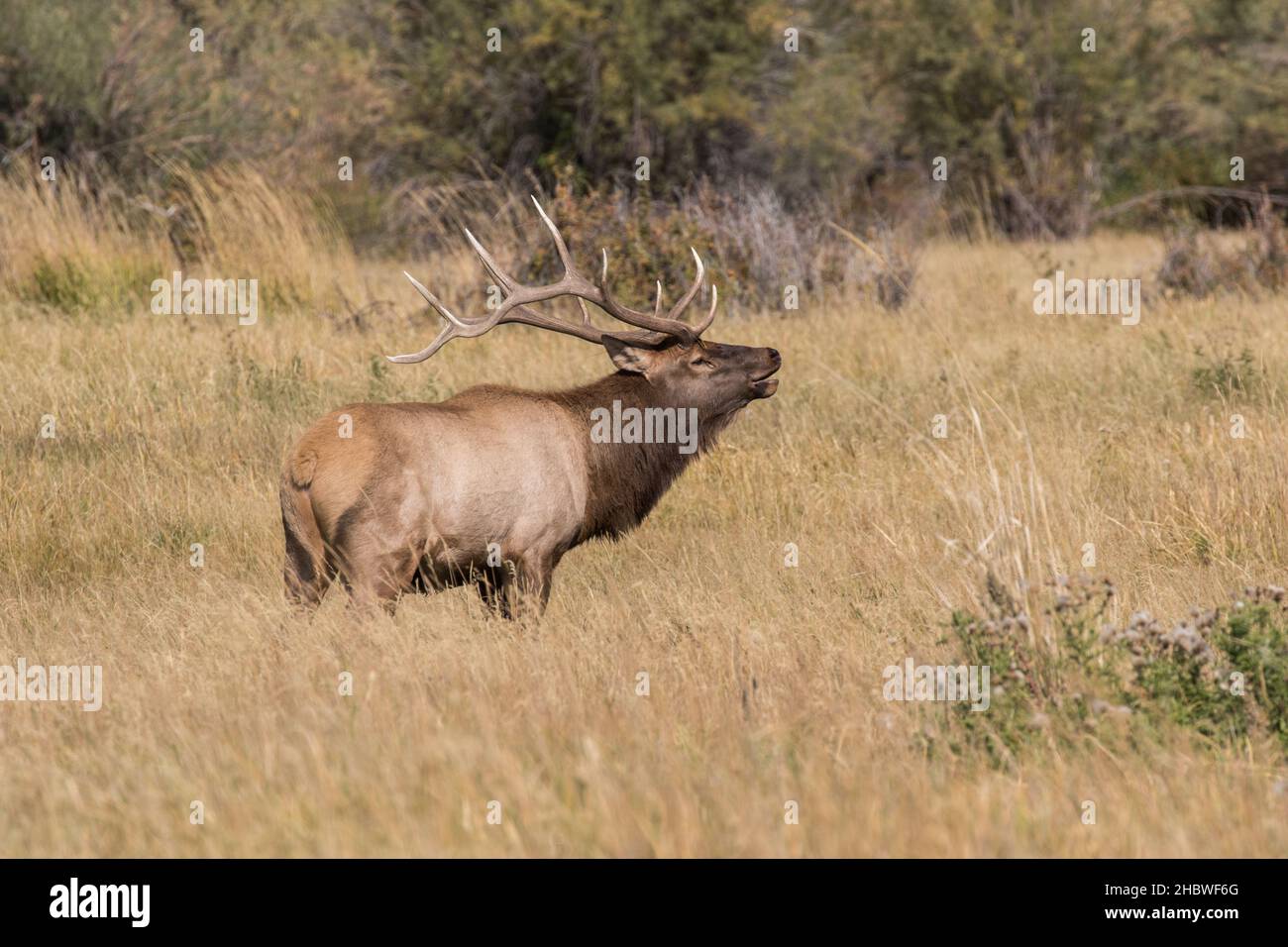 Mating songs hi-res stock photography and images - Alamy