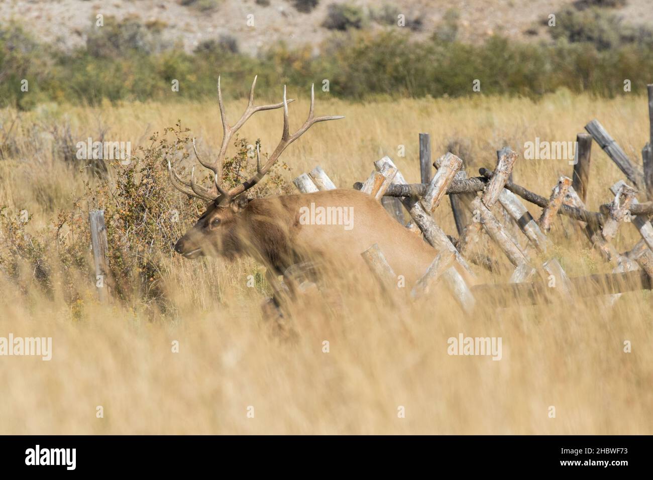 Bull Elk Jumping a Jack Fence Stock Photo - Alamy