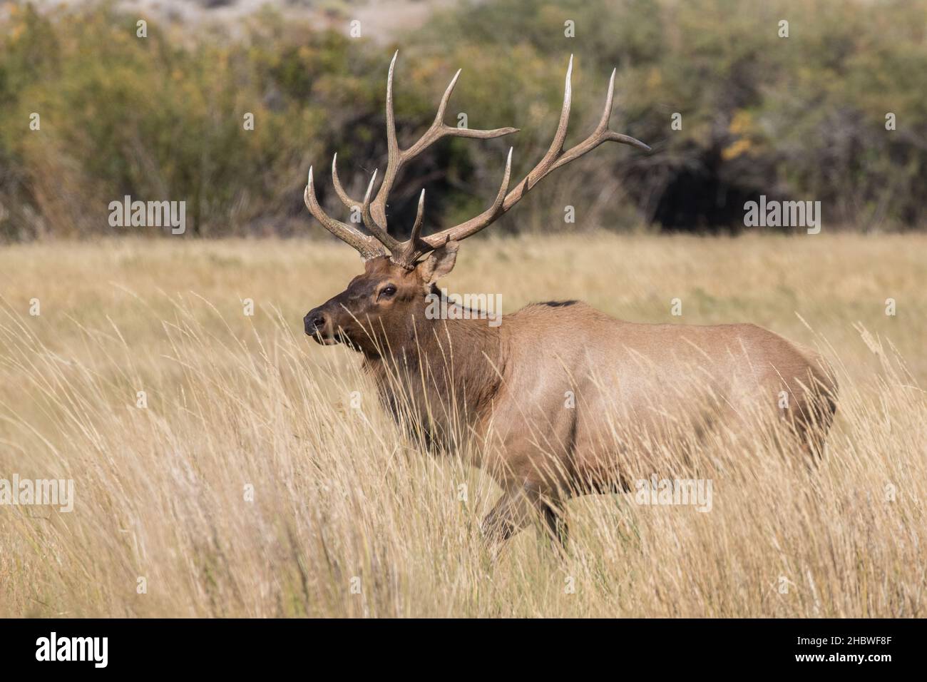 Six Point Bull Elk Stock Photo - Alamy