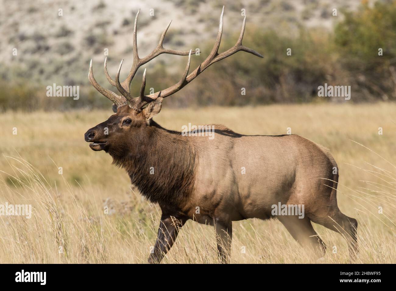 Herd Bull Elk Stock Photo - Alamy