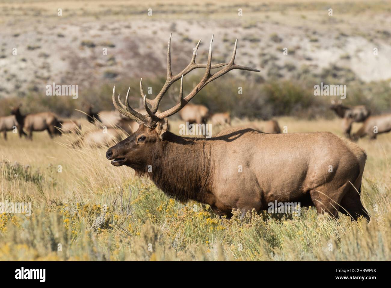 Large bull elk western wildlife hi-res stock photography and images - Alamy