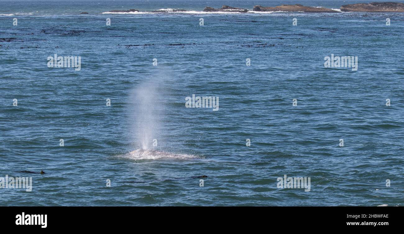 Whale spout hi-res stock photography and images - Alamy