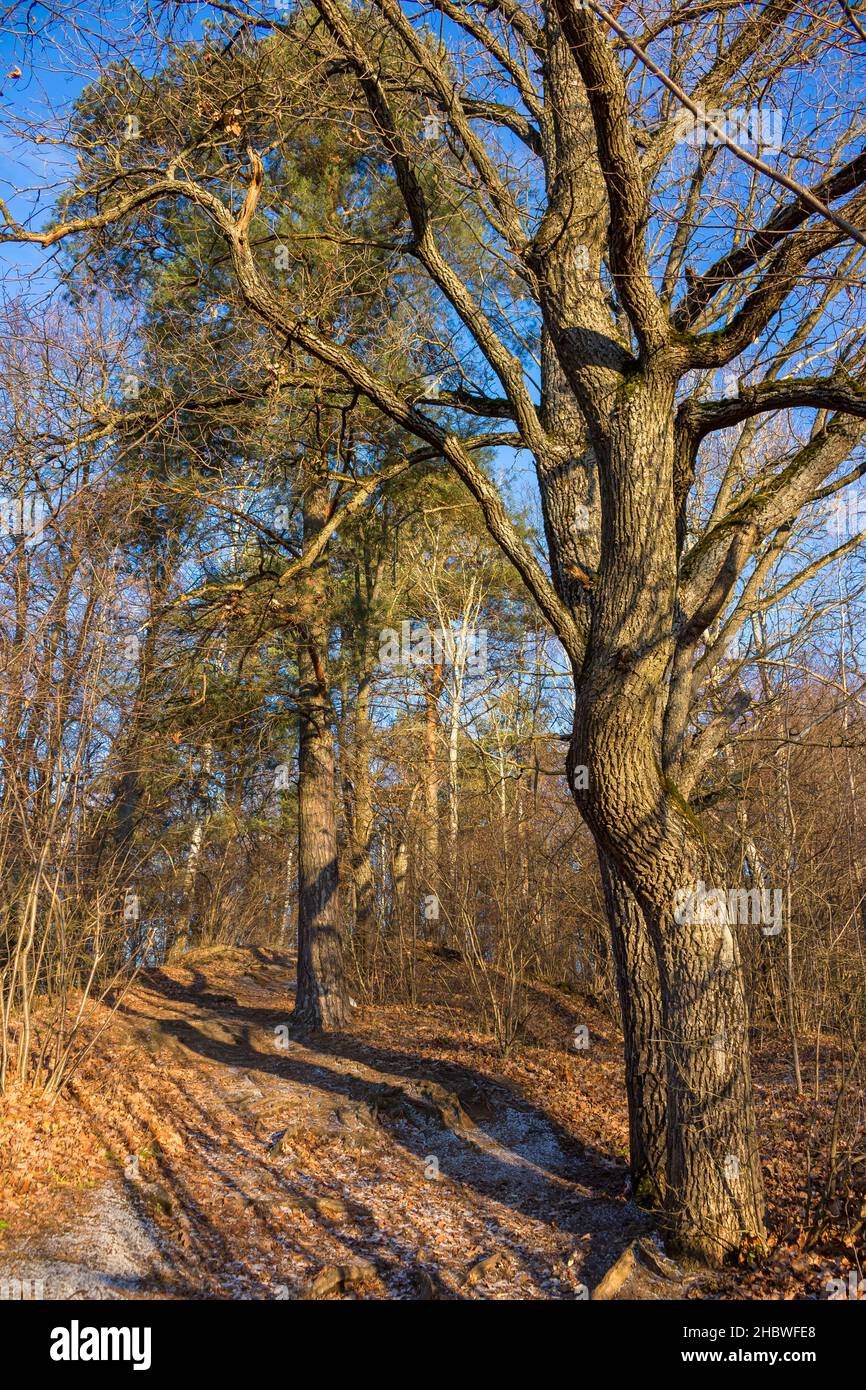 Beautiful slope in the forest with sprawling oak Stock Photo - Alamy