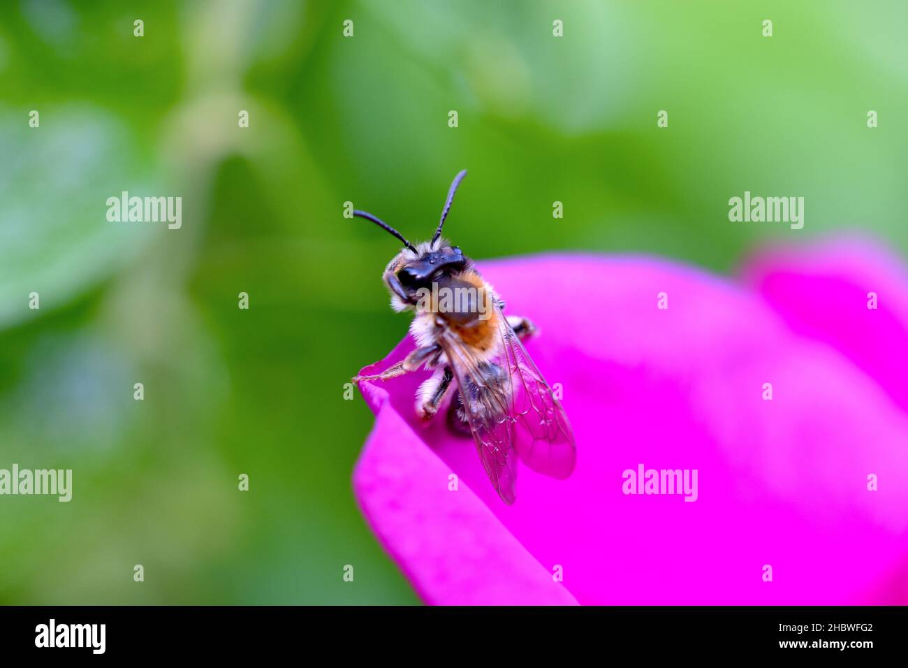 A selective focus shot of a bee on a flower Stock Photo - Alamy