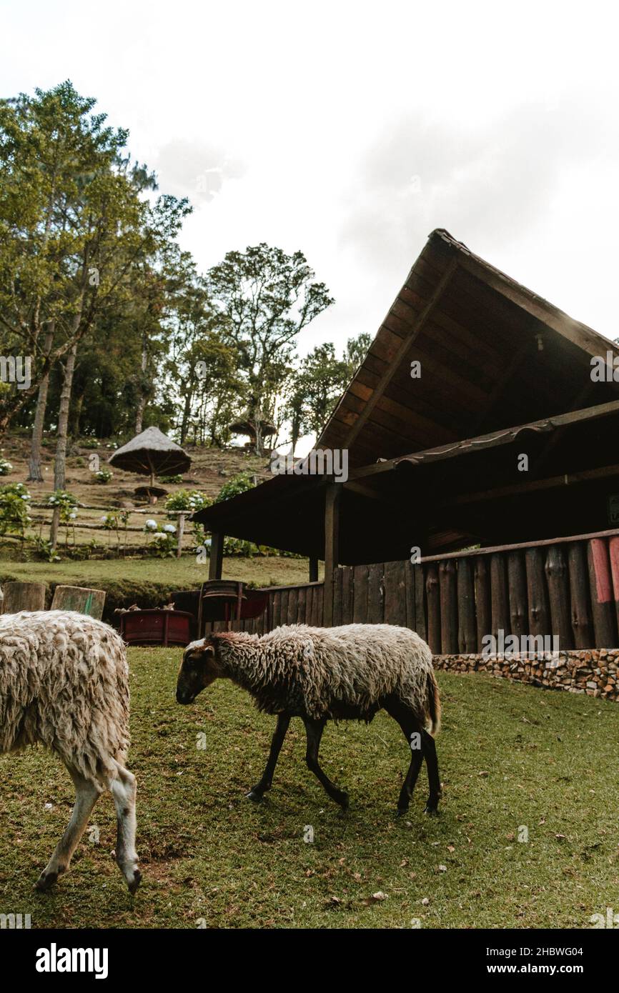 outdoor hut with sheep Stock Photo - Alamy